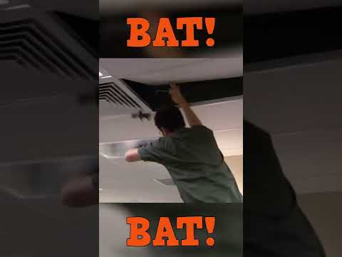 Why is "murciélago" the Spanish word for BAT?