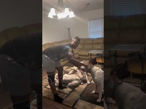 Shocking Moment: Dog Nearly Bites Loving Owner!