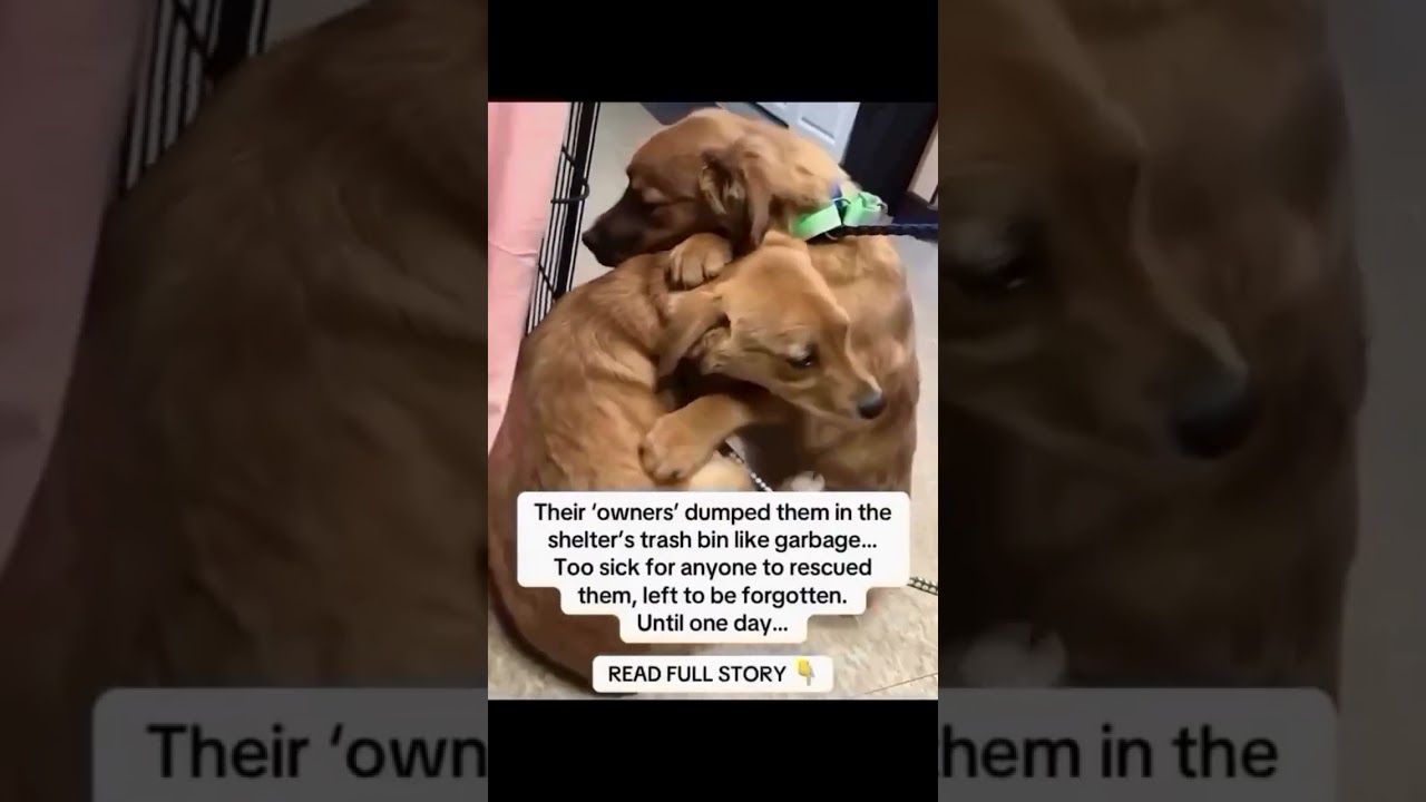 We found two dogs marked for euthanasia, but they’re sick not unstable. Help save them today now.