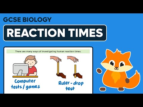 Investigating Reaction Times - GCSE Biology
