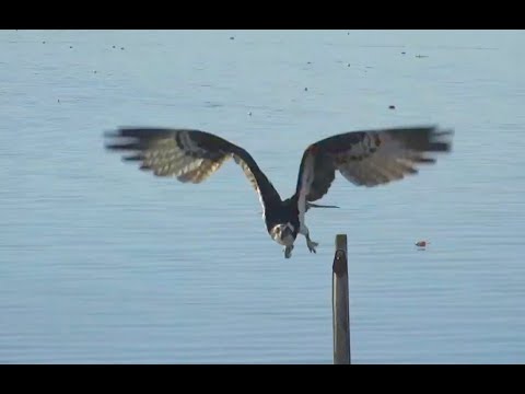Fish delivery for Mrs Boathouse. Explore.org 25 June 2020