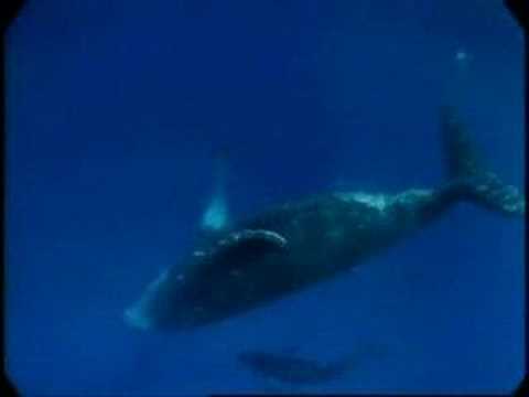The Marine Mammal Protection Act