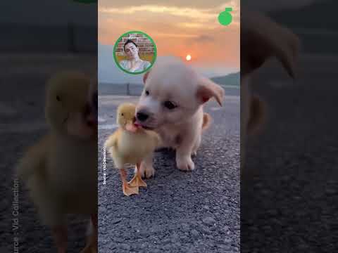 L'amour d'un chiot pour un caneton ❤ #shorts