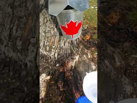 MAPLE SAP BUCKETS OVERFLOWING!