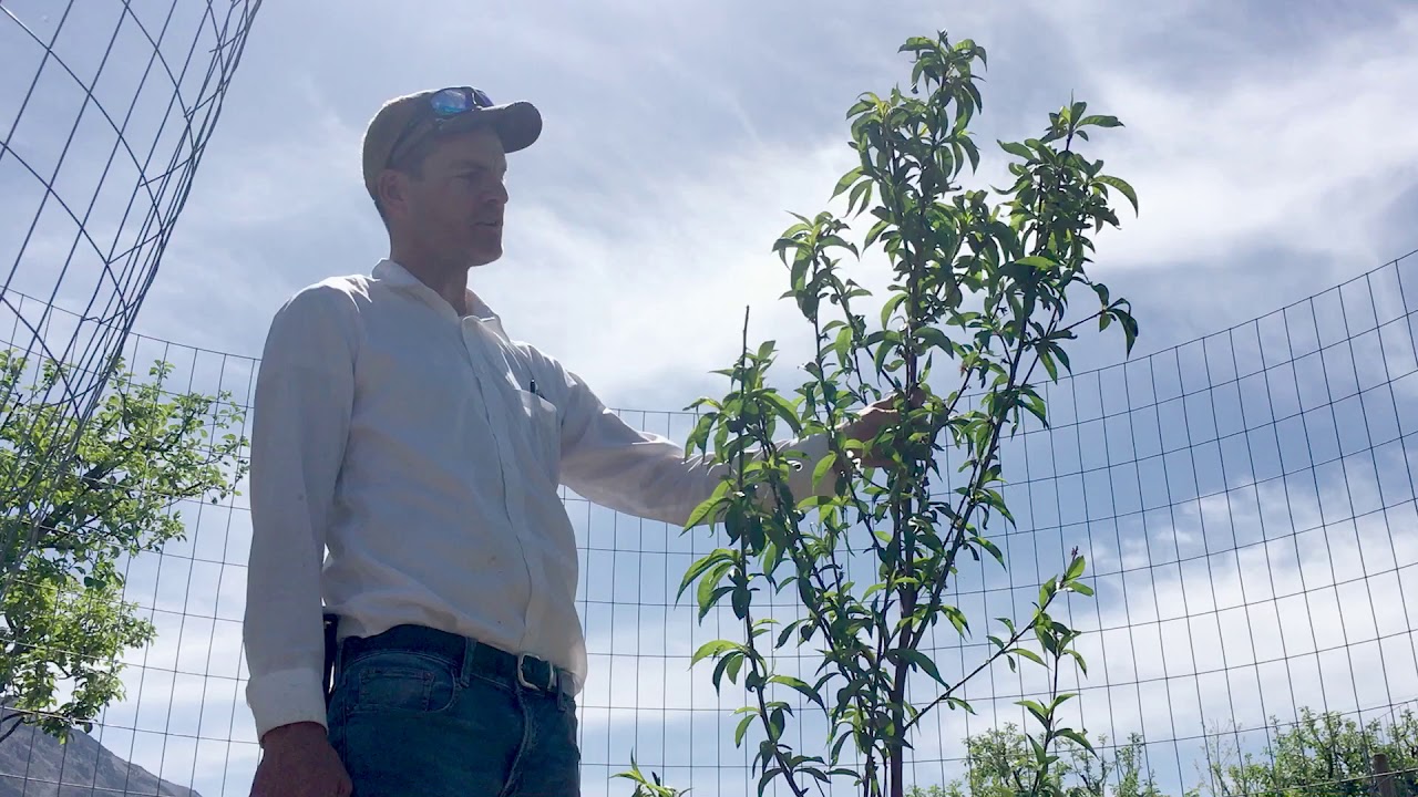 Structural Pruning a First Year Peach Tree