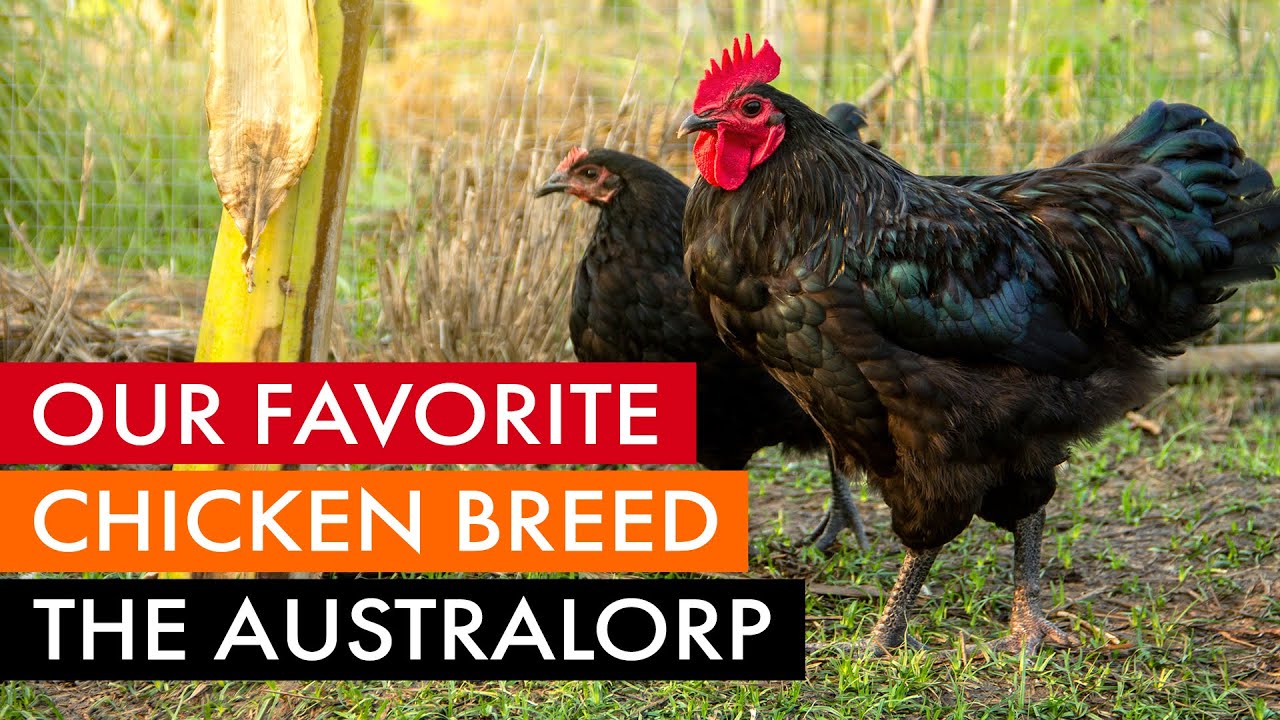 Our favorite chicken breed, the Australorp