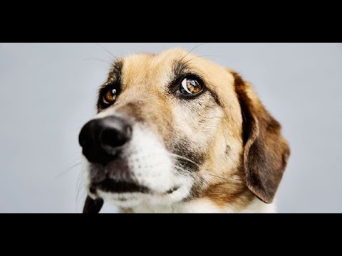 5 Ways To Help My Anxious Dog