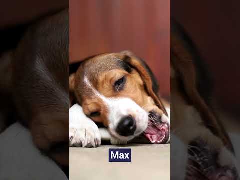 5 Most Popular Male Dog Names