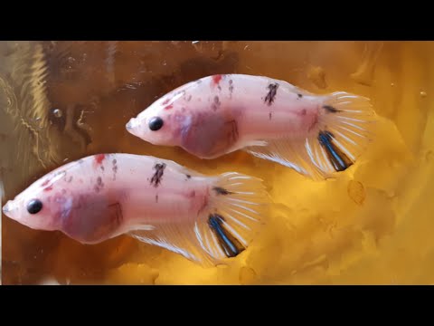 CARA MENGOBATI IKAN CUPANG YANG PERUT NYA BUNCIT