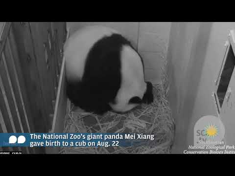 Baby pandas born at National Zoo