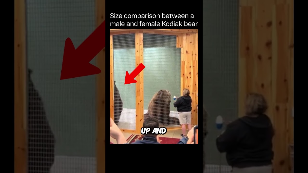 Male Kodiak Bear’s Size Will Shock You