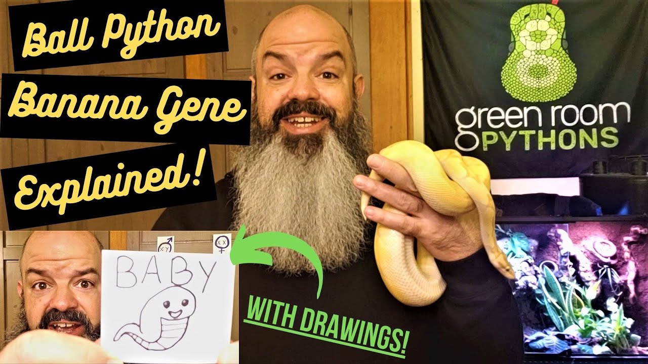 Banana Ball Python Genetics
