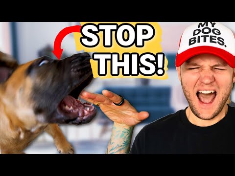 Puppy Training- How To Stop Puppy Biting Guaranteed! STOP Puppy Biting In Seconds!