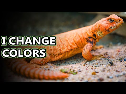 Uromastyx facts: the pancake lizards | Animal Fact Files