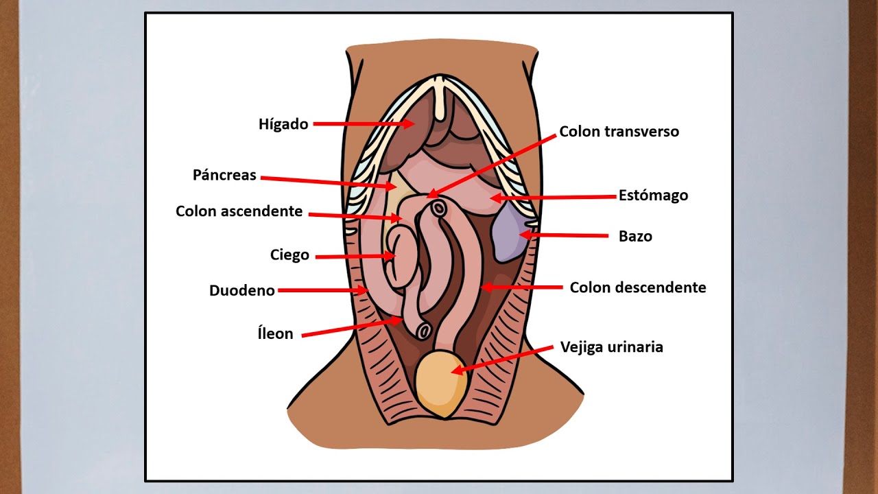 Abdomen del perro - Anatomía veterinaria