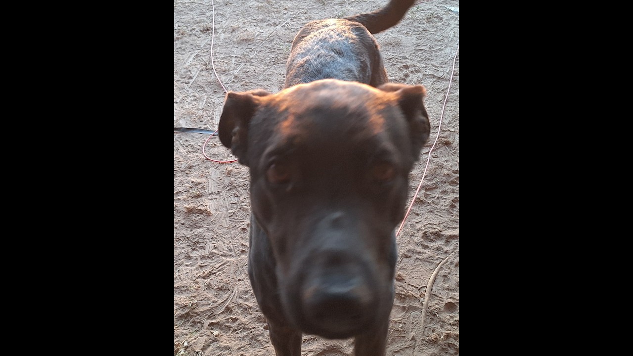 Exploring with freyja