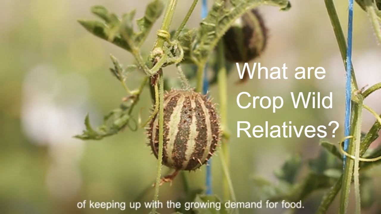 The 'cousins' of our food crops - Crop Wild Relatives explained