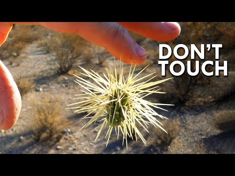 Jumping Cholla: When Cacti Attack