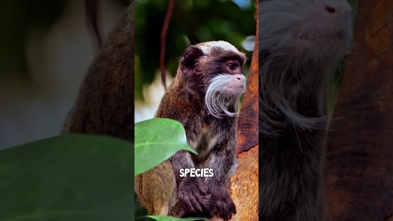 Cute Small Primates with a Long White Whiskers #primate