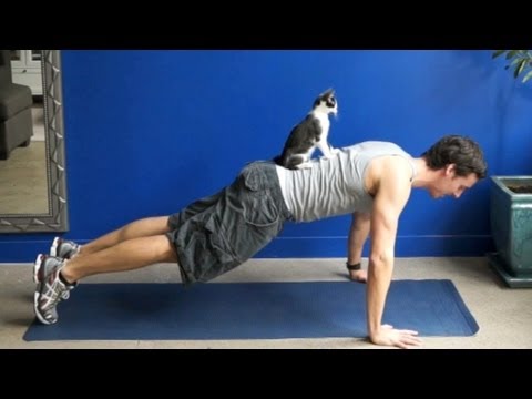 International Cat Day - Cat Videos to Motivate You to Exercise