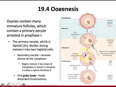 19.4b Spermatogenesis and Oogenesis