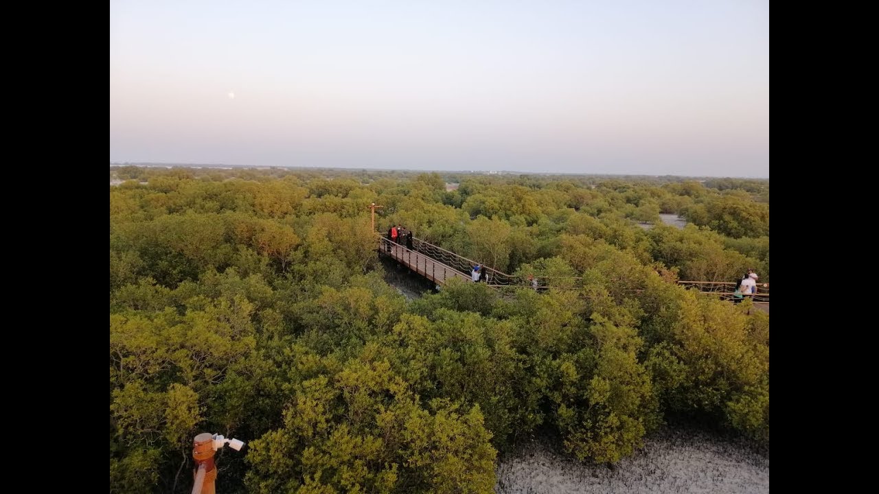 Jubail Mangrove Park,  Abu Dhabi - Travel Vlog 5 | Kuzhali's Artnado # 15