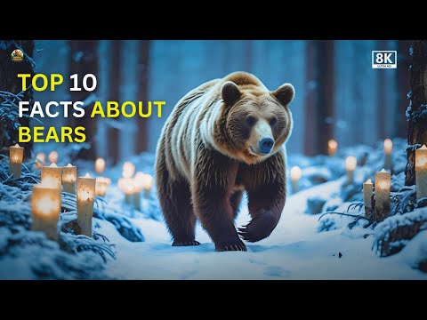 Top 10 Fascinating Facts About Bears | Hidden Secrets About Bears