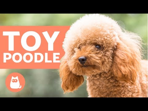 TOY POODLE - Characteristics, Character and Care