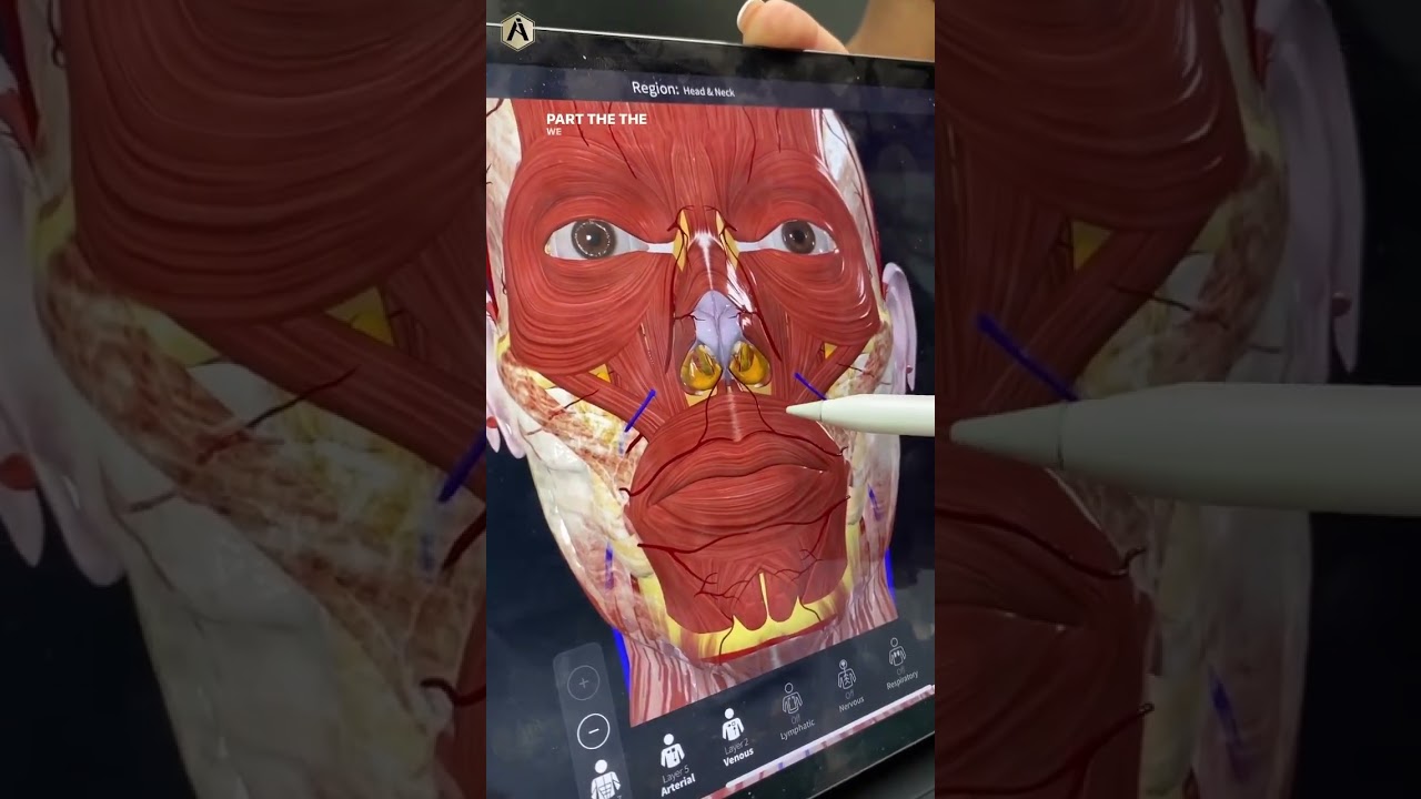 Anatomy: Gummy Smile