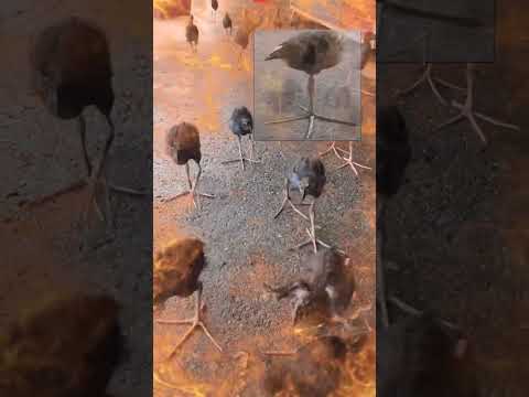 One legged bird meme #shorts #memes #brainrot #surreal