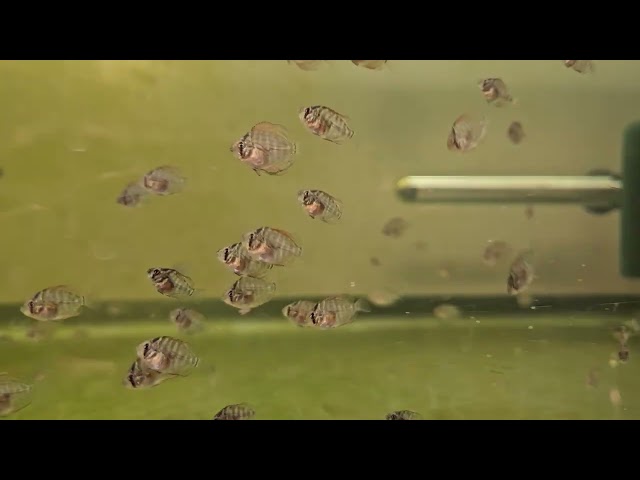 Discus fry 3 weeks old | Fish for Rehoming | Ottawa | Kijiji