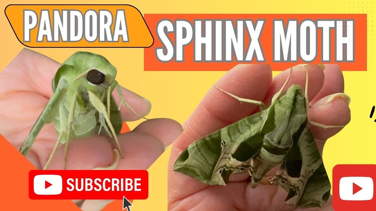 The stunning Pandora Sphinx Moth