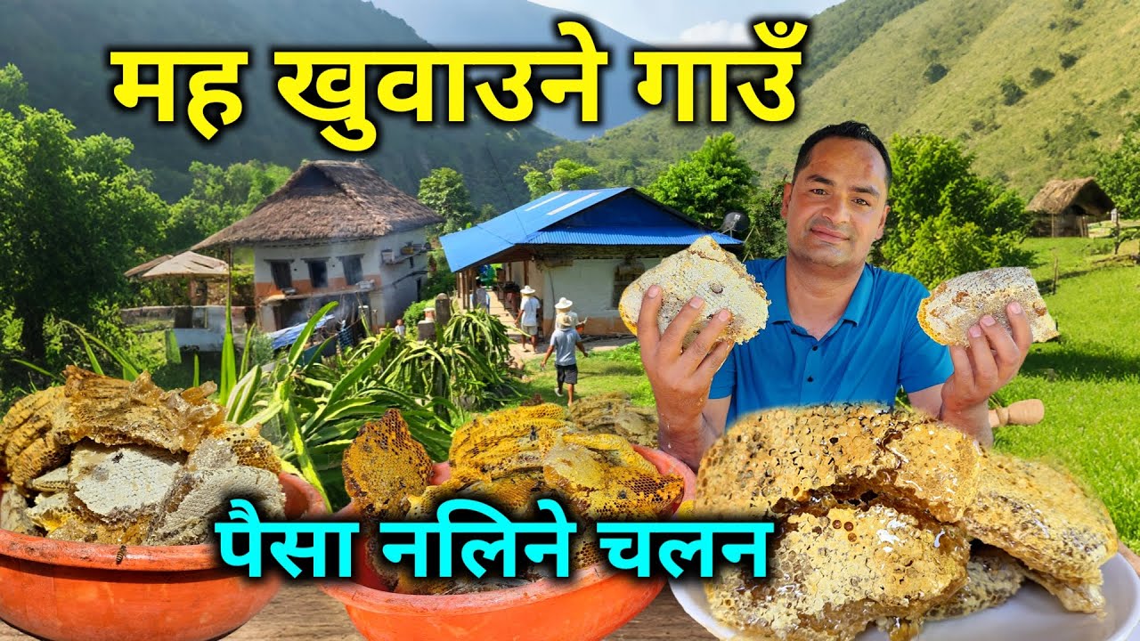 जङ्गलभित्र भेटियो स्वर्ग जस्तो सुन्दर घर | माहुरी नै माउरीको राजधानी | अघाउँजी मह खुवाउने चलन