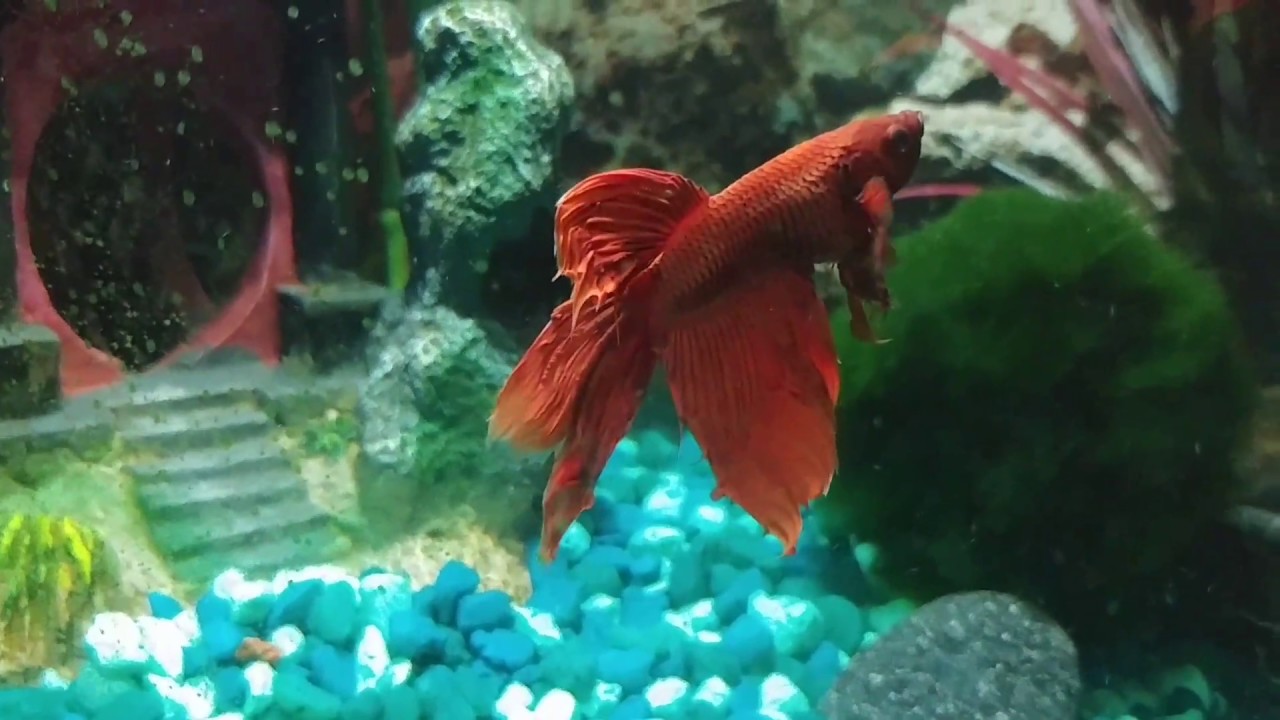 Bloated Betta and Stringy Thing or Stringy Poop?