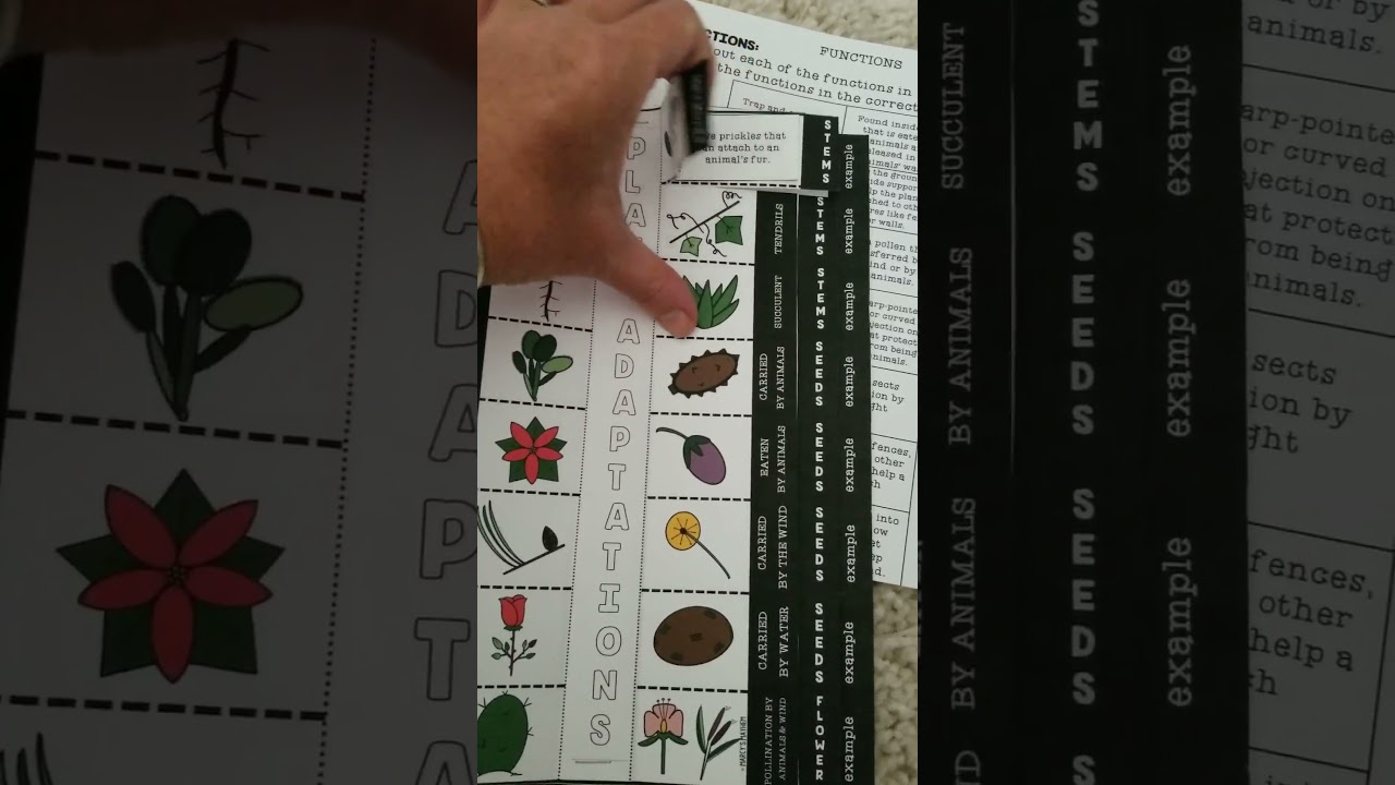 Plant Adaptation activity for upper elementary students - Life Science