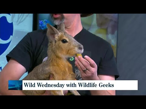 Amazing animals from Wildlife Geeks