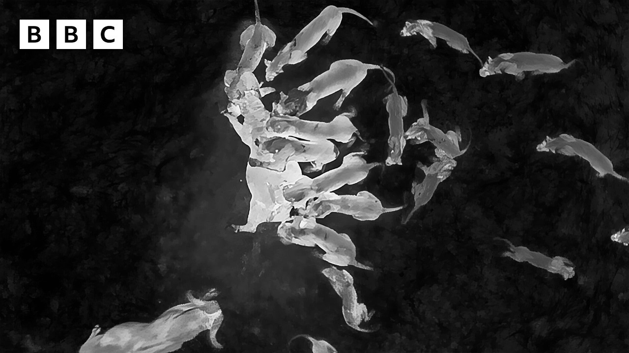 This buffalo hunt ends in the most unexpected way | Big Cats 24/7 Series 2 – BBC