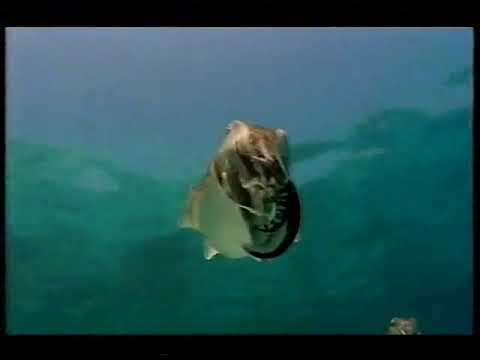 "Wildlife on One: Gadgets Galore - The Enigmatic World of Cephalopods"