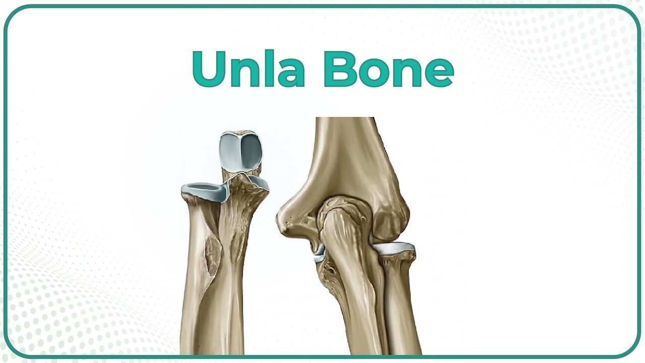 Ulna Bone Anatomy Animation