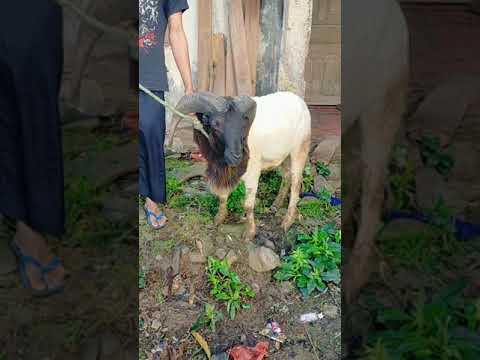 Qurban domba super besar