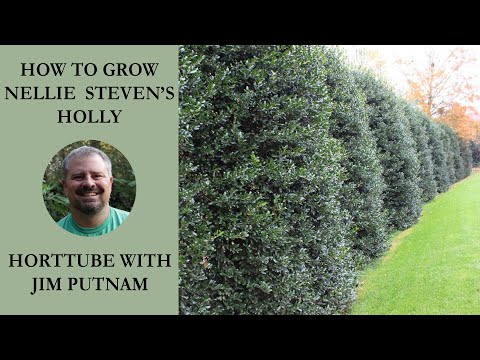 How to grow Nellie Steven's Holly with planting and care instructions