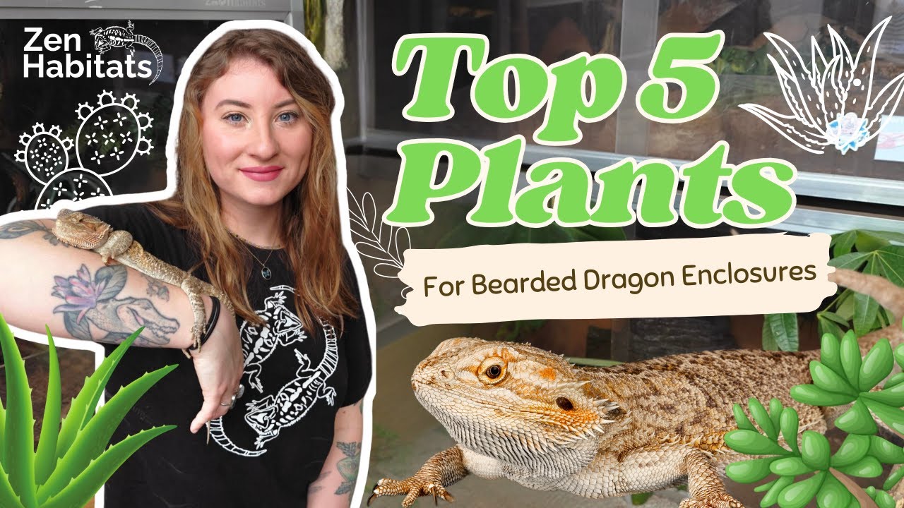 The 5 BEST Plants for Bearded Dragon Enclosures