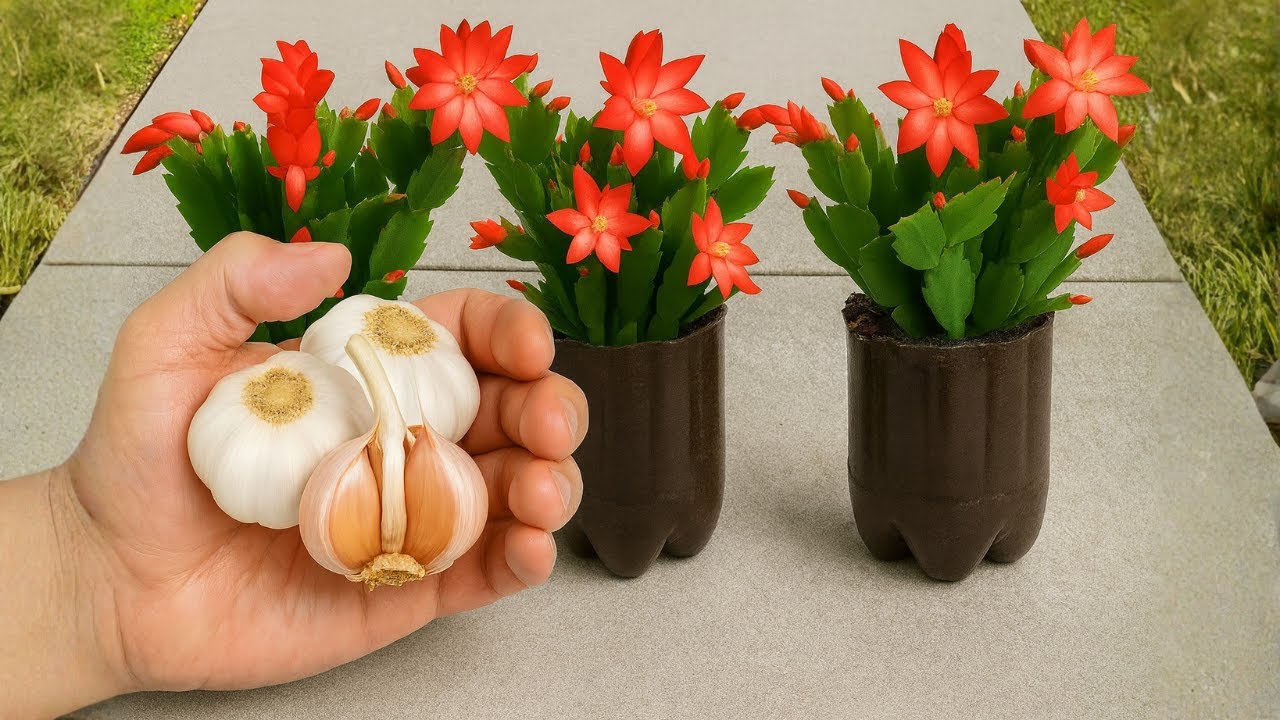 This garlic fertilizer makes the May flower burst with blooms.