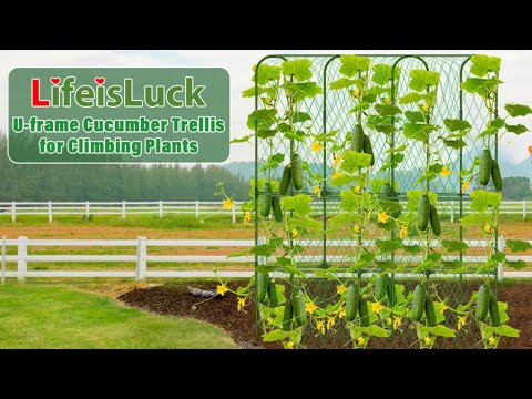 LifeisLuck Cucumber Trellis for Raised Bed, Tall Metal Garden Trellis for Climbing Plants Outdoor