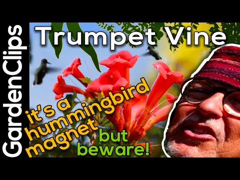 Trumpet Vine - BEWARE this Hummingbird Magnet has a Dangerous Side - Why grow Campsis Radicans
