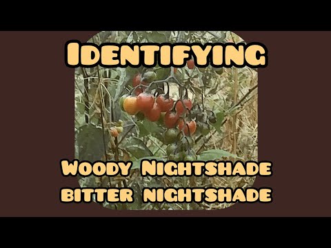 Identifying Woody Nightshade/ Bitter Nightshade