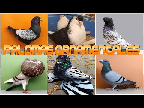 Tipos de razas de palomas – La Palomeria