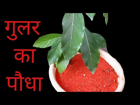 Vinay Gardens Mayur Shikha Is An Ayurvedic Herb Facebook, 53% OFF