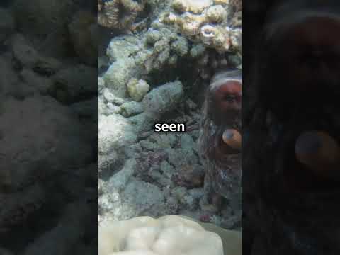 Battle of the Giants: Giant Squid vs. Giant Octopus! #octopus