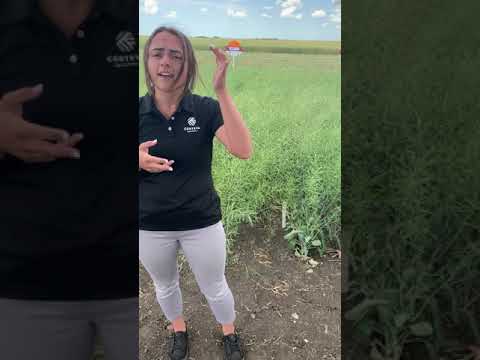 Brevant™ seeds 1026 RR | Corteva Agriscience Canada